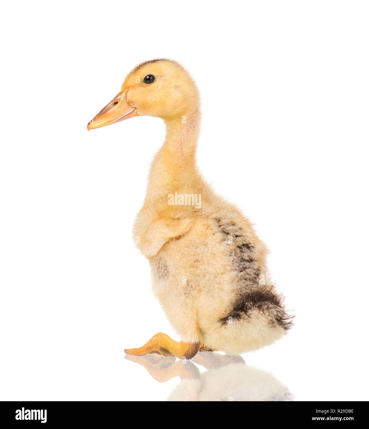 Cute newborn duckling Stock Photo - Alamy