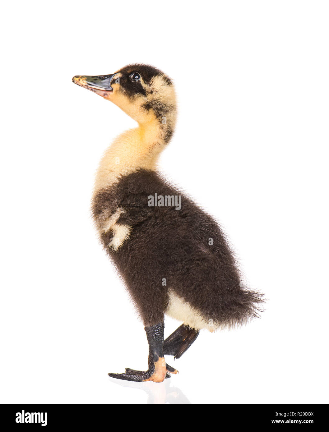 Cute newborn duckling Stock Photo - Alamy