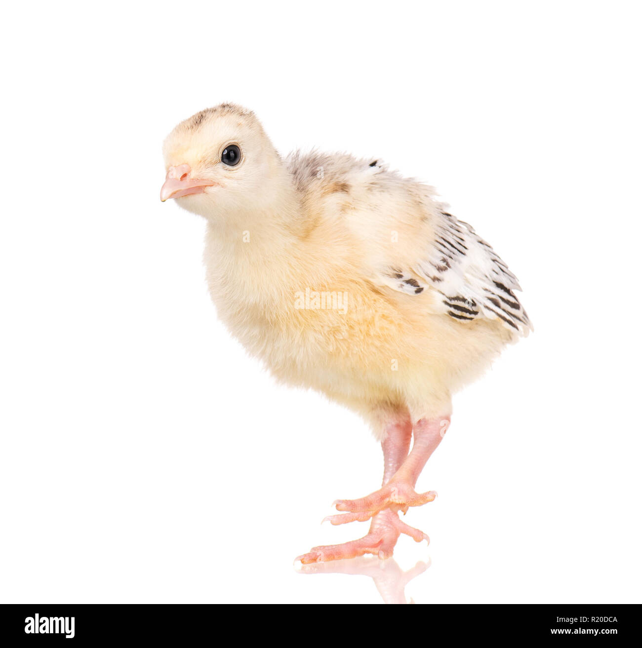 Little chicken turkey Stock Photo - Alamy