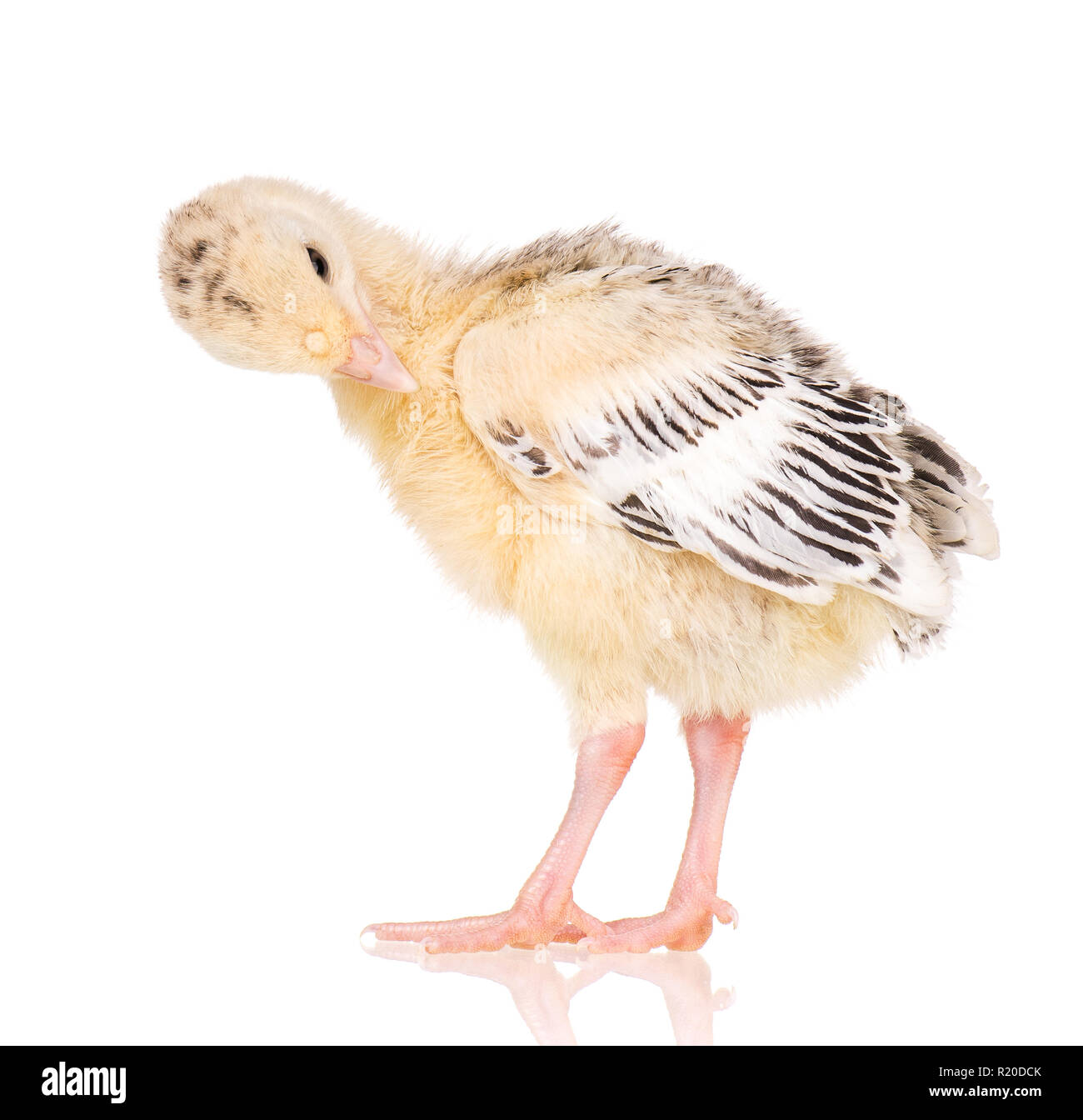 Little chicken turkey Stock Photo - Alamy