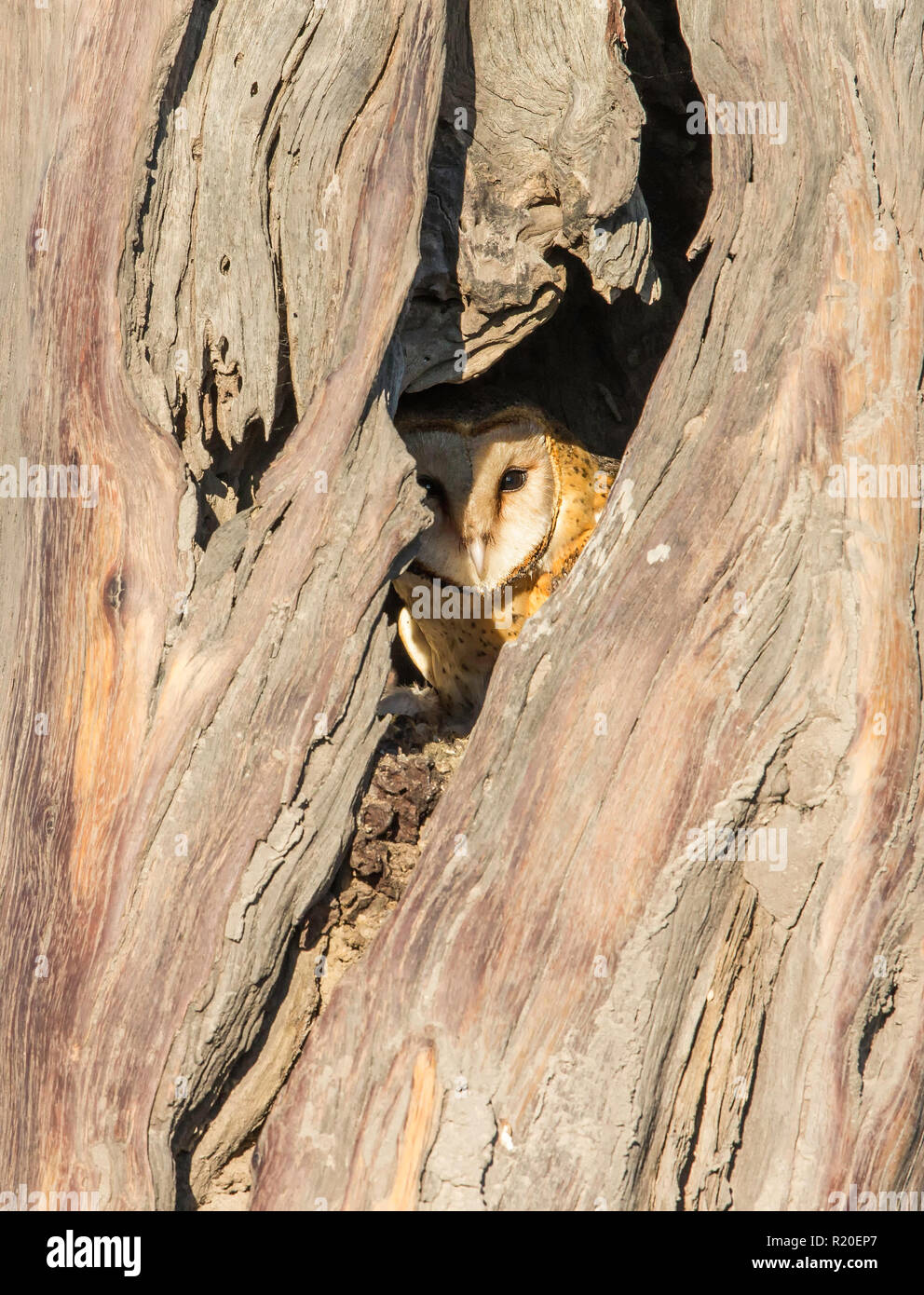 African barn owl tyto alba affinis hi-res stock photography and images ...