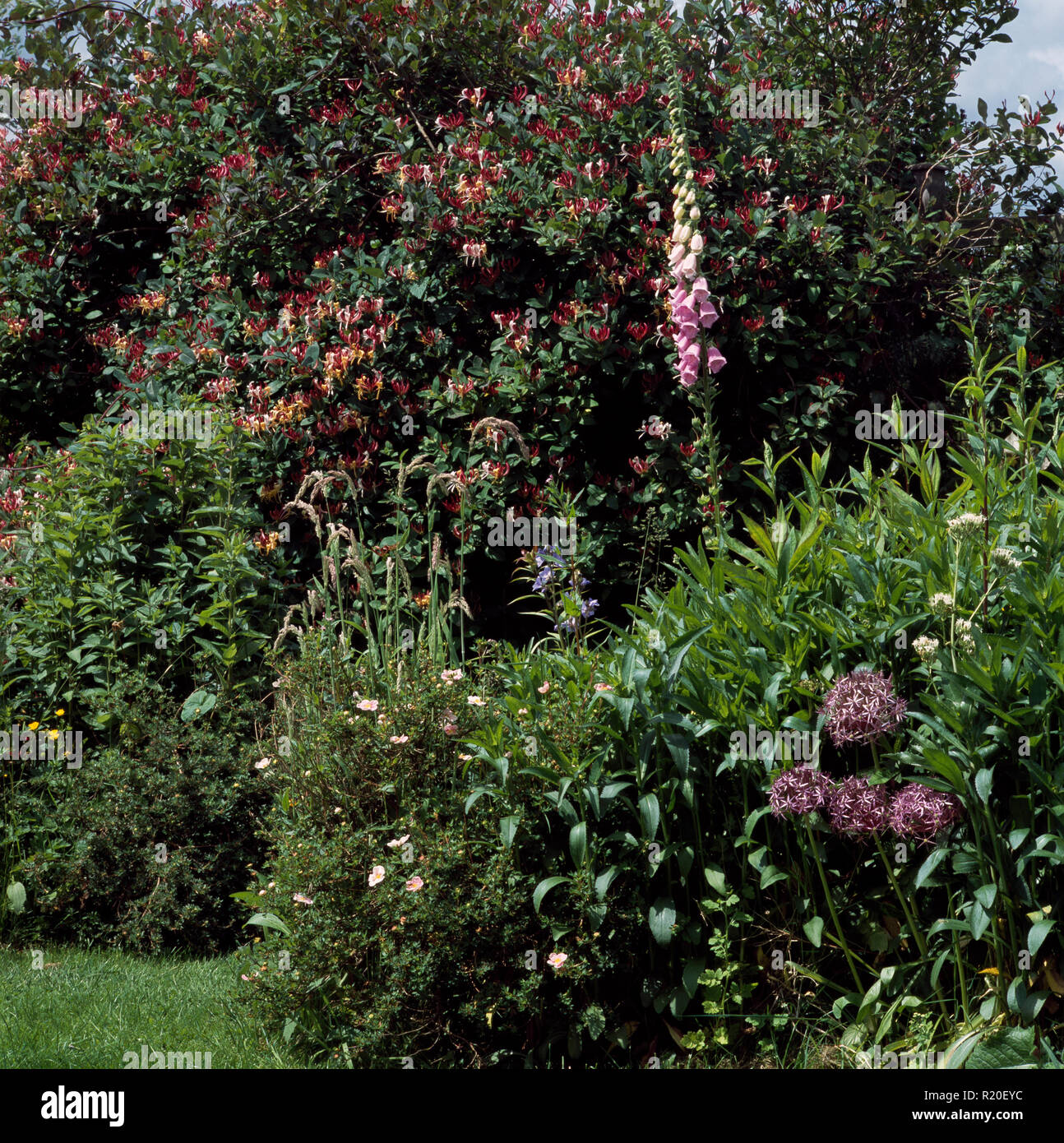 Alliums and foxgloves in garden border Stock Photo - Alamy