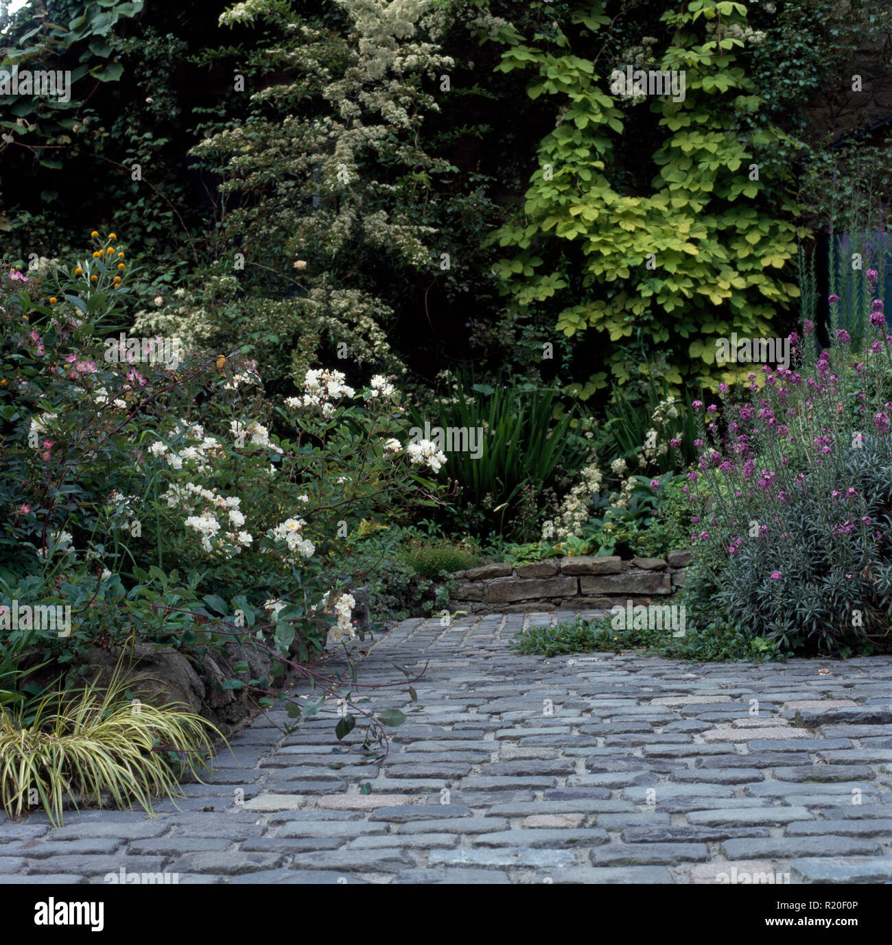 Rose climbers hi-res stock photography and images - Alamy