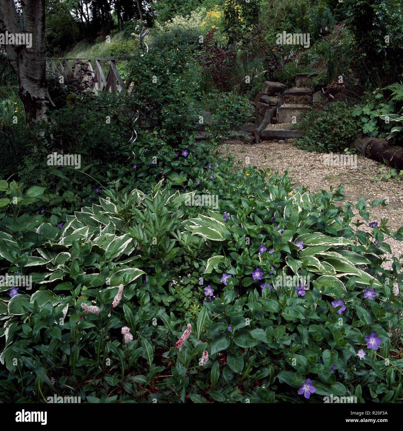 Border vinca vinca periwinkle hi-res stock photography and images - Alamy