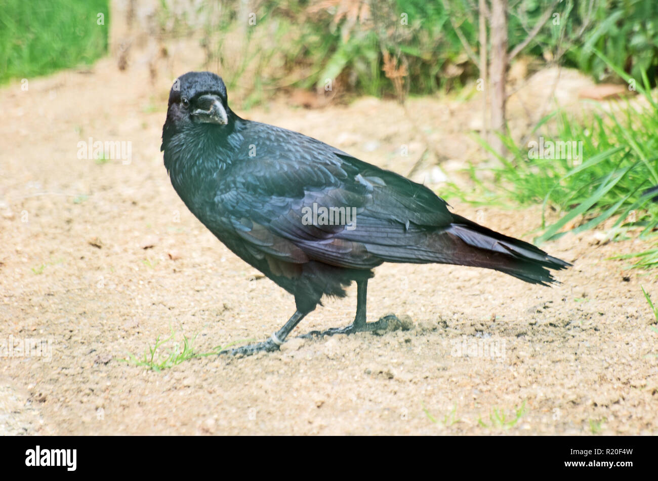 Corvus corax bird hi-res stock photography and images - Alamy