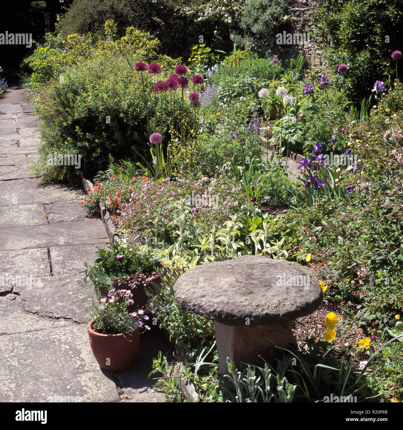 Alliums in border hi-res stock photography and images - Alamy