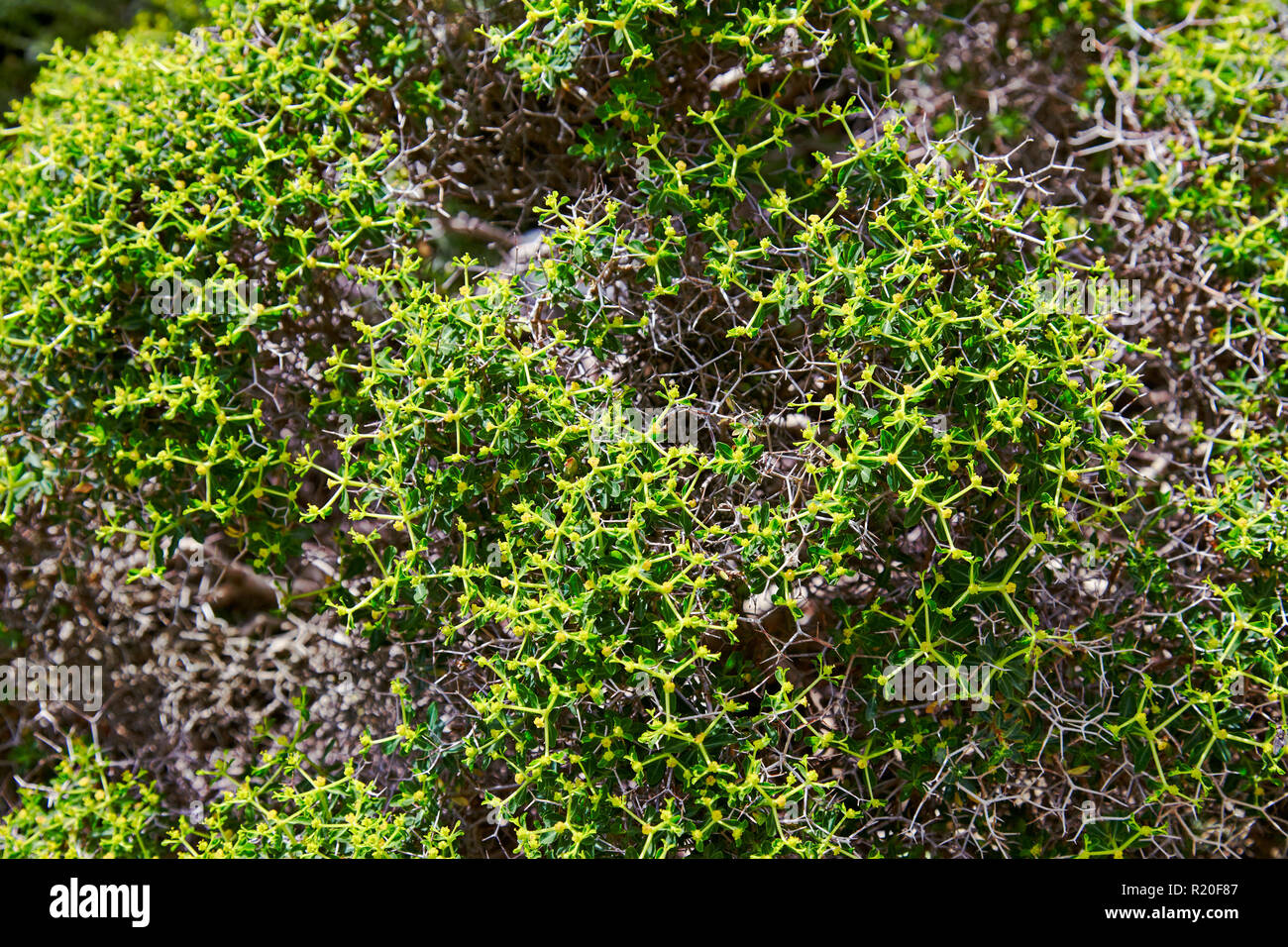 Typical plants of Crete (Greece Stock Photo - Alamy