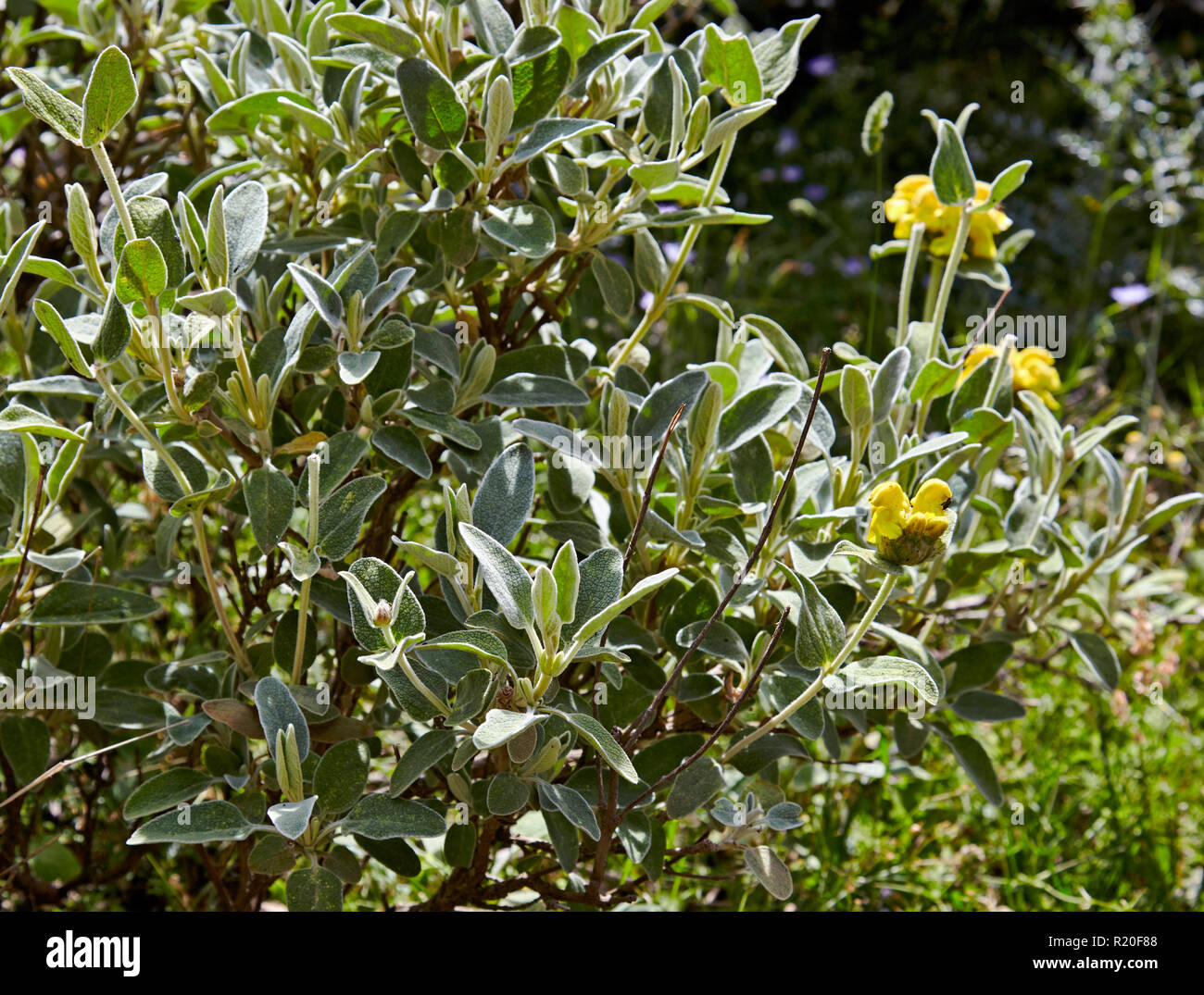 Typical plants of Crete (Greece Stock Photo - Alamy