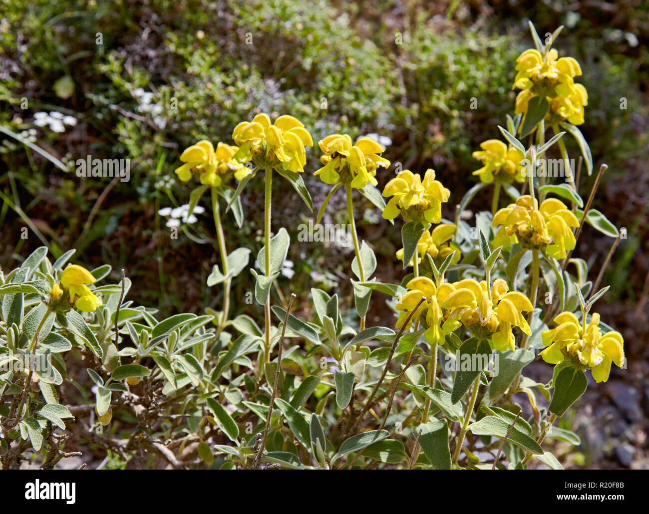 Typical plants hi-res stock photography and images - Alamy