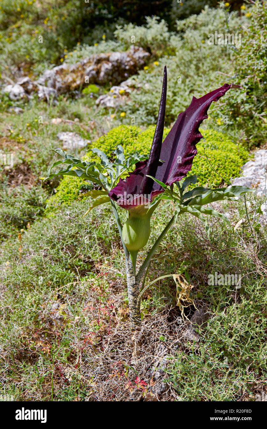 Typical plants of Crete (Greece Stock Photo - Alamy