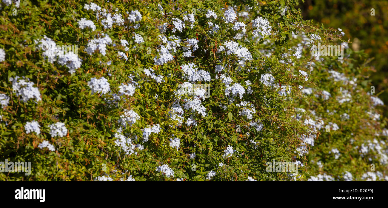 Blooming bue jasmine plant, fence in the garden, texture background ...
