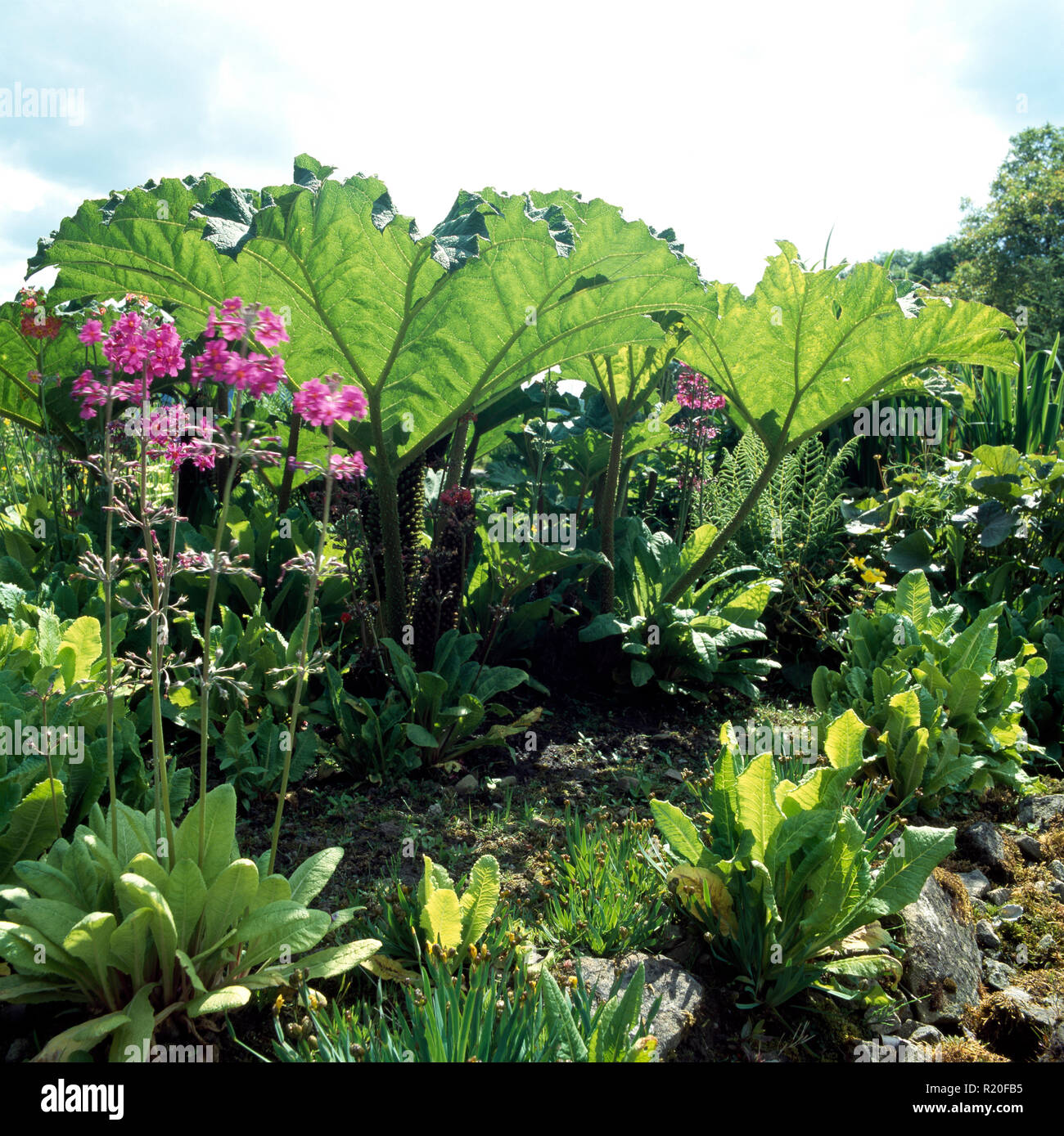 Pink candelabra primroses with gunnera manicata Stock Photo - Alamy