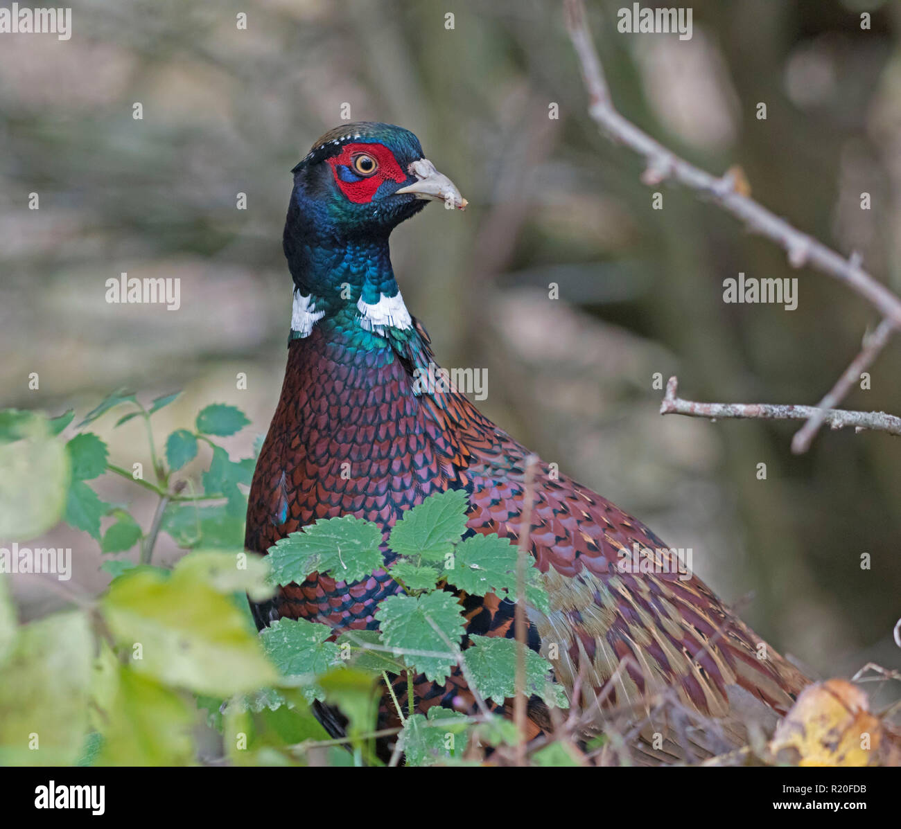 Male phesant hi-res stock photography and images - Alamy