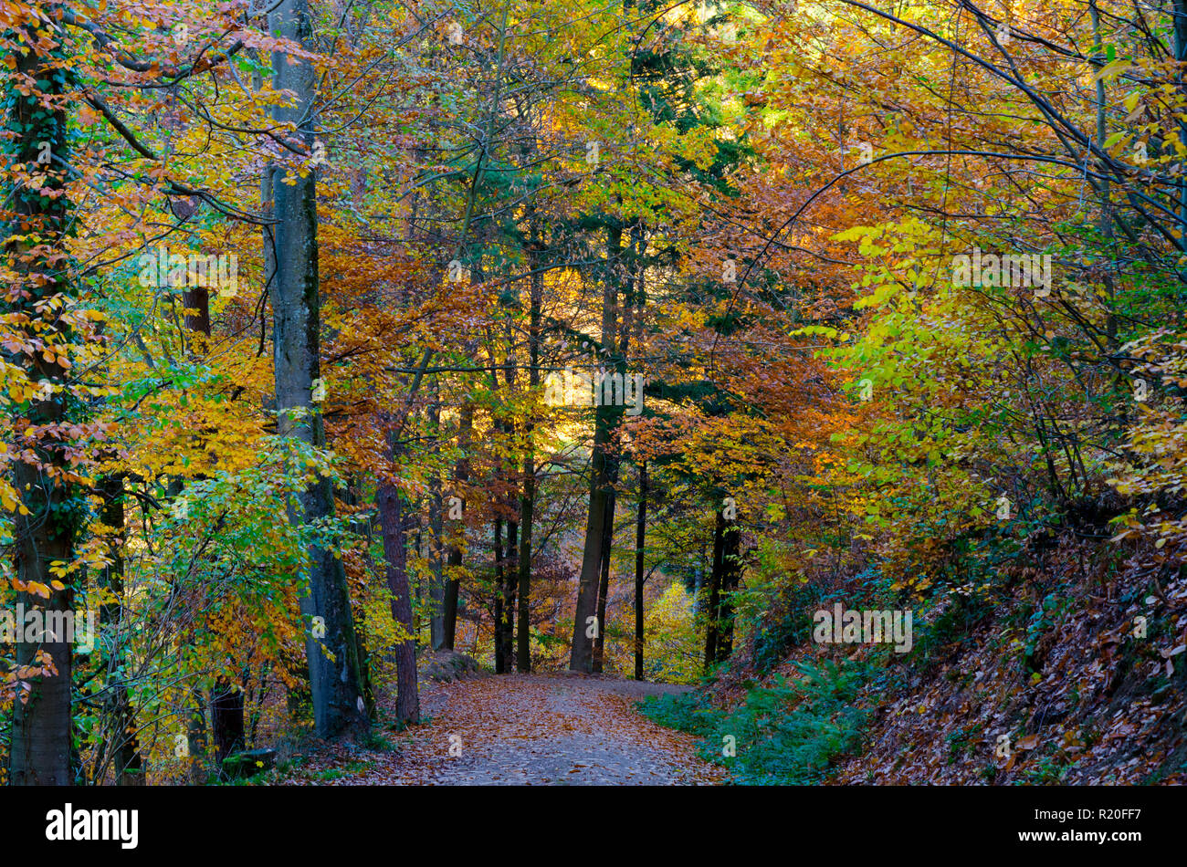the black forest in autumn colors Stock Photo - Alamy