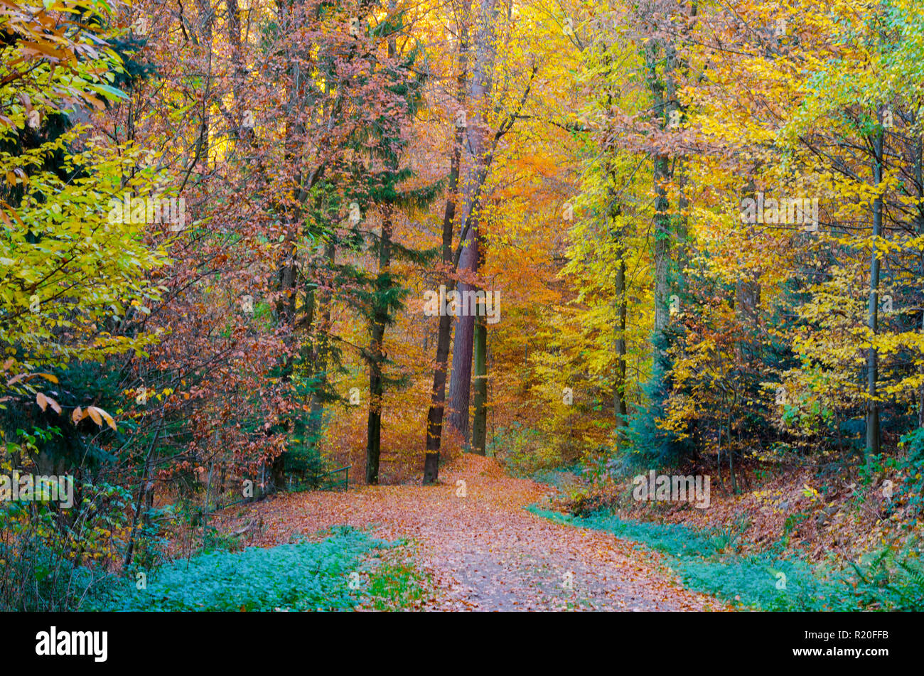 the black forest in autumn colors Stock Photo - Alamy
