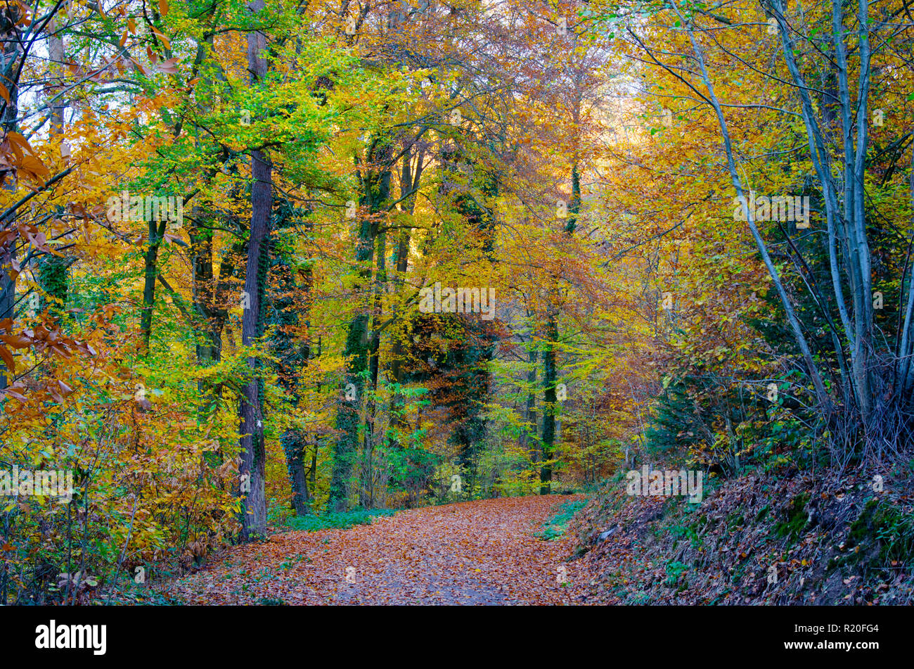 the black forest in autumn colors Stock Photo - Alamy