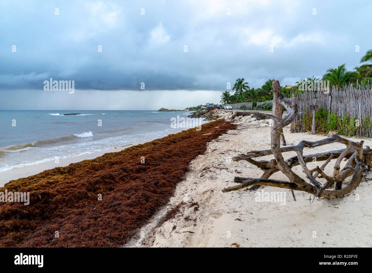 caribbean sandy beach covered by sargasso algae seaweed in Tulum Mexico ...