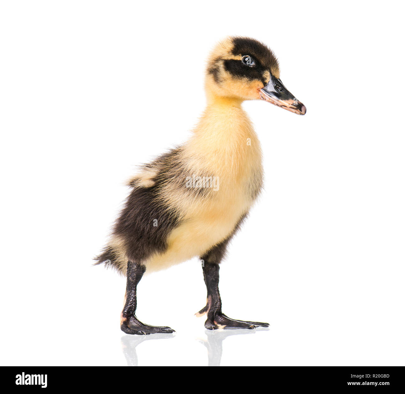 Cute newborn duckling Stock Photo - Alamy