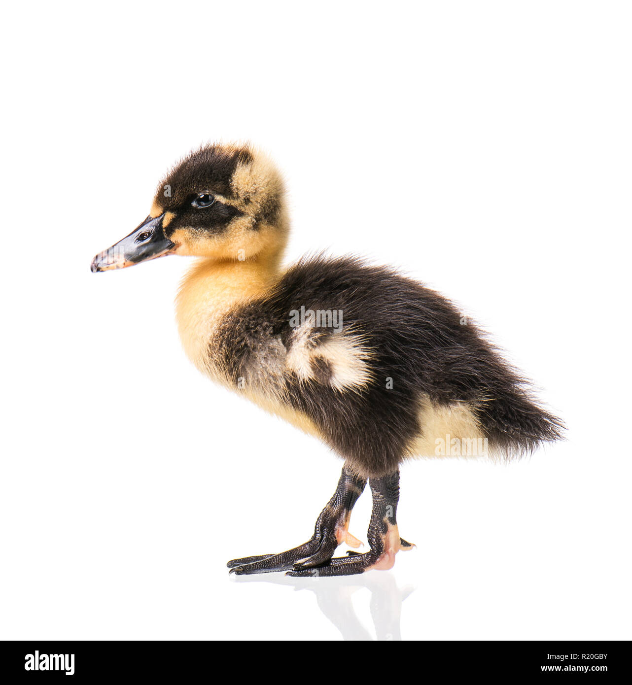 Cute newborn duckling Stock Photo - Alamy