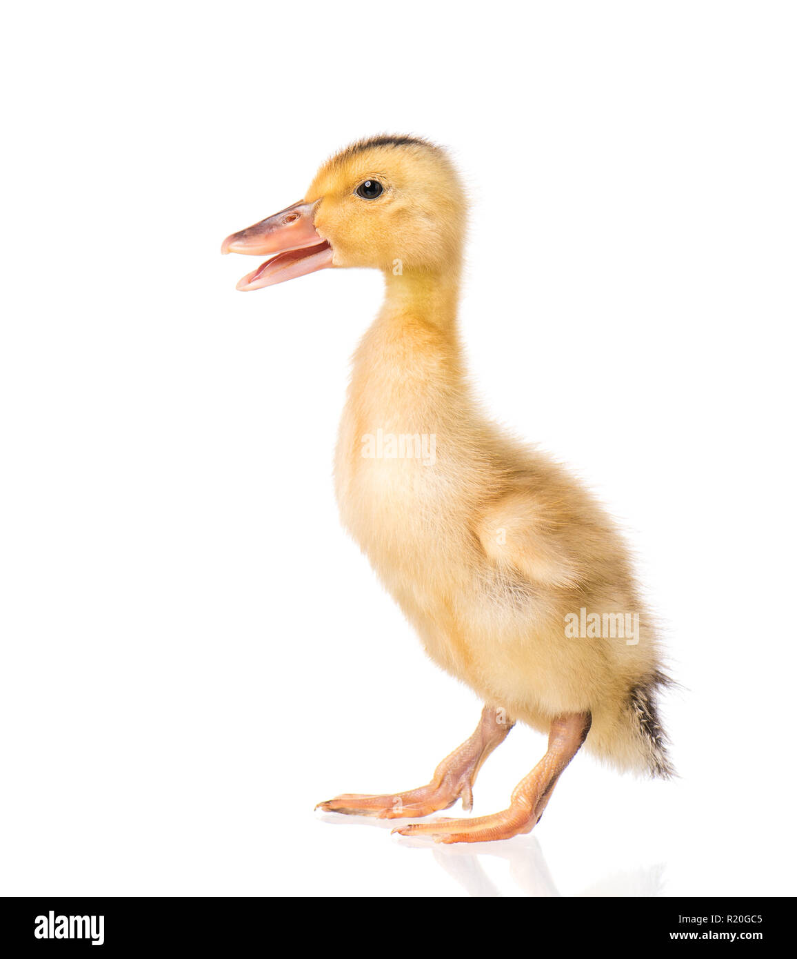 Cute newborn duckling Stock Photo - Alamy