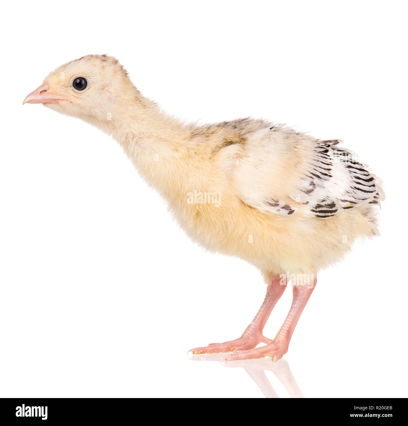 Little chicken turkey Stock Photo - Alamy