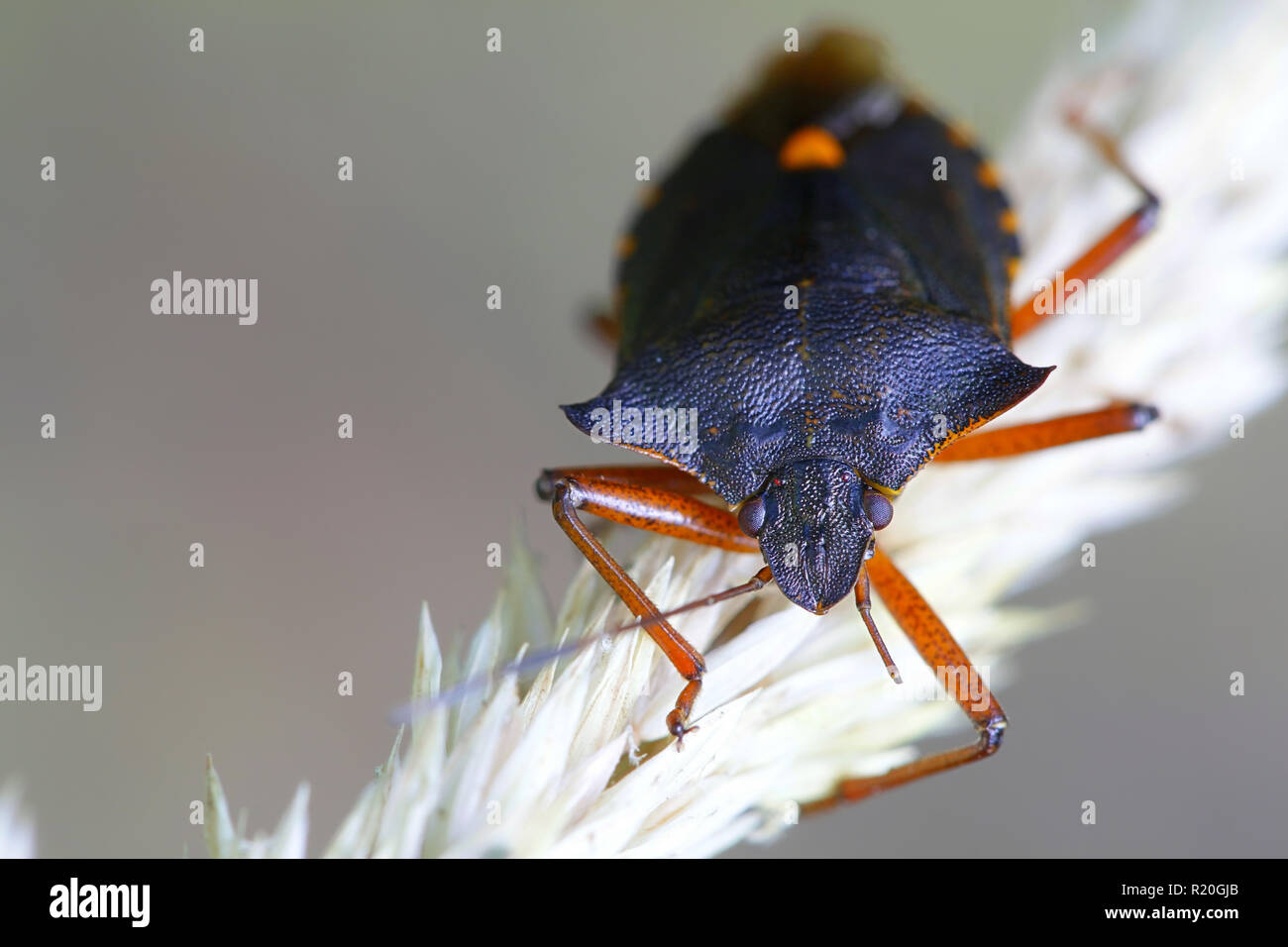 Red legged shield bug hi-res stock photography and images - Alamy