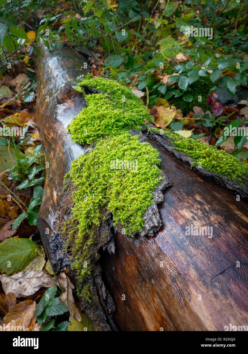 Wet tree trunk partly covered with moss Stock Photo - Alamy