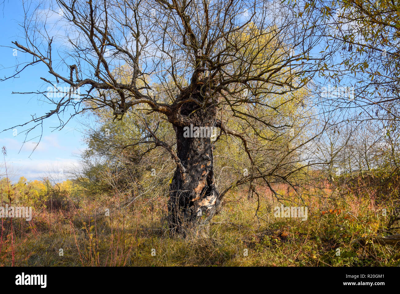 Old dead willow tree. Burnt tree bark Stock Photo - Alamy