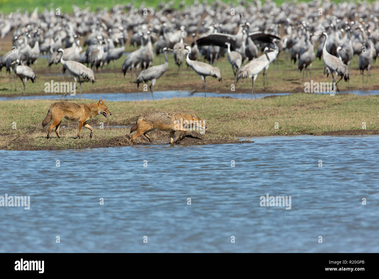 Golden Jackal (Canis aureus), also called the Asiatic, Oriental or ...