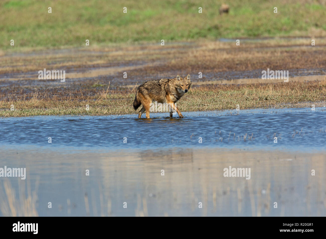 Jackal Israel Stock Photos & Jackal Israel Stock Images - Alamy