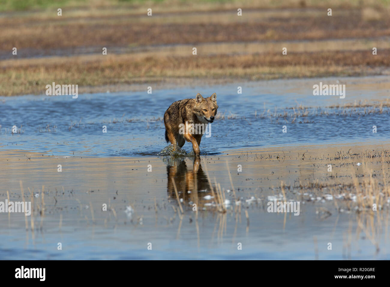 Jackal israel hi-res stock photography and images - Alamy