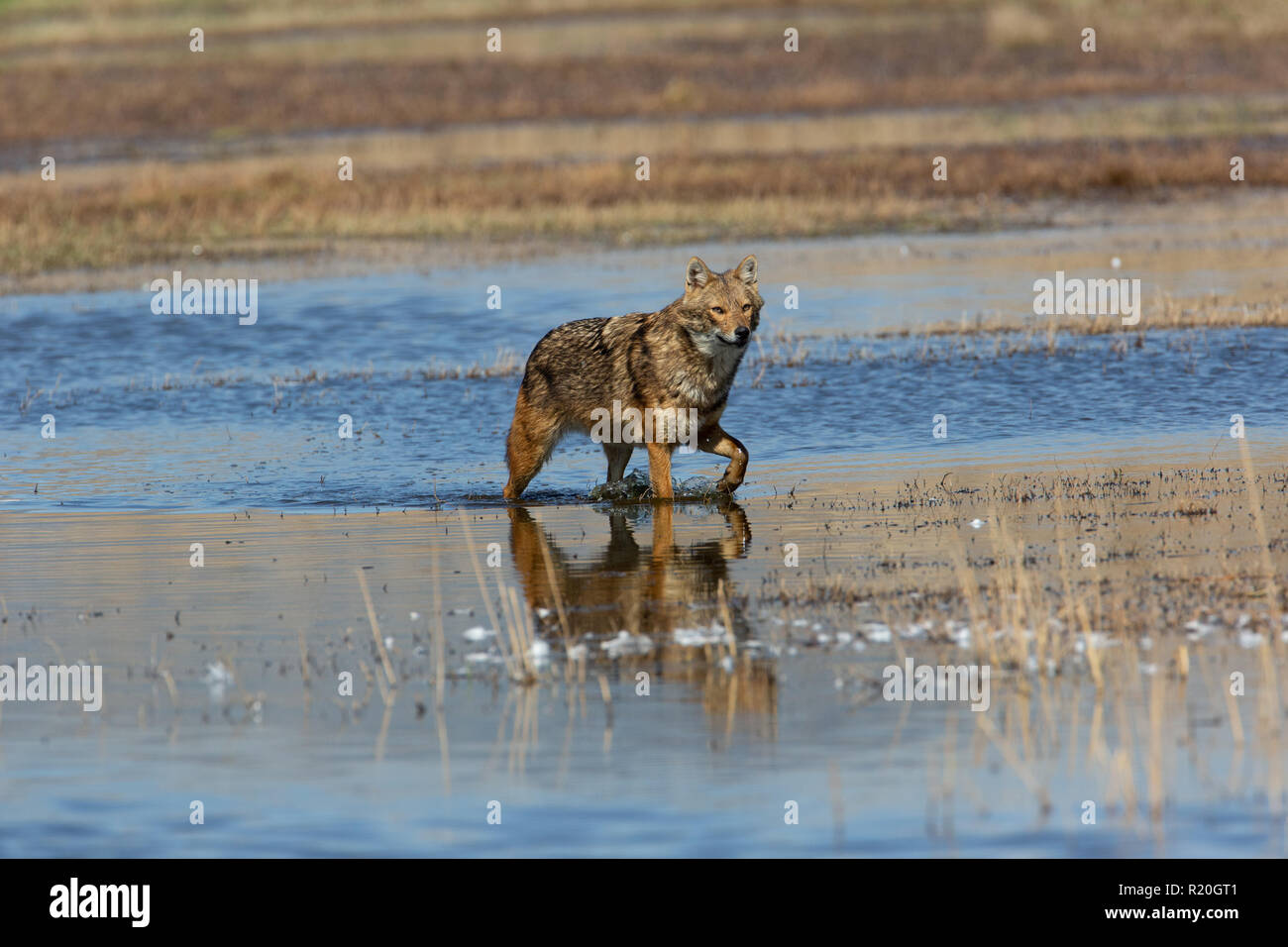 Golden Jackal (Canis aureus), also called the Asiatic, Oriental or ...