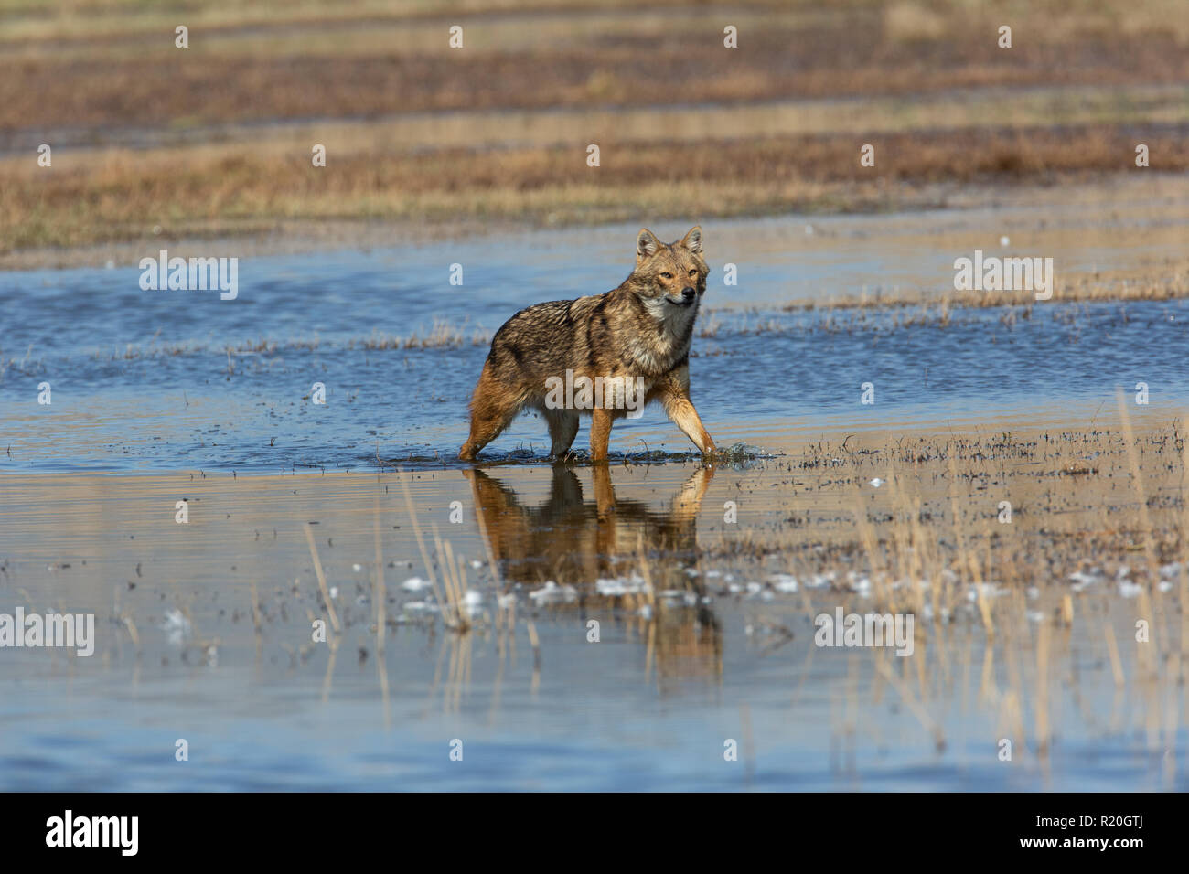Jackal israel hi-res stock photography and images - Alamy