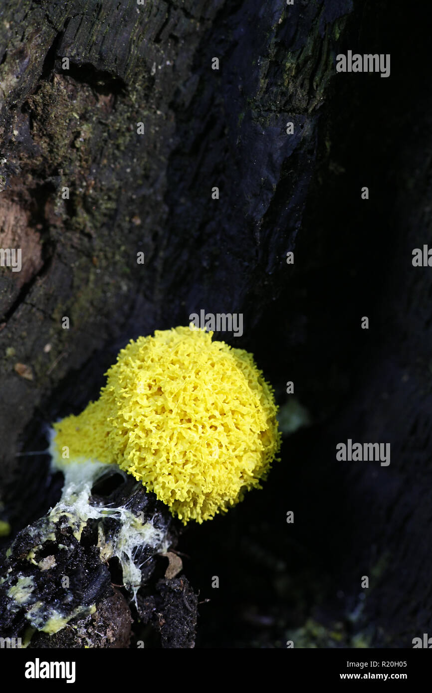 Fuligo septica, commonly known as the scrambled egg slime, flowers of ...