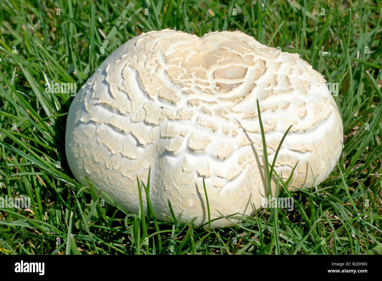 Agarius campestris hi-res stock photography and images - Alamy