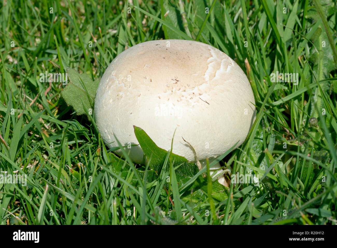 Agarius campestris hi-res stock photography and images - Alamy