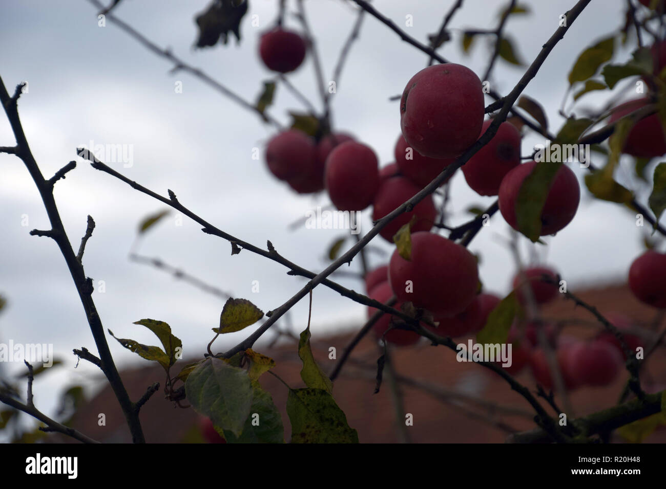 ripe big red apples on the tree without leaves as an autumnal ...