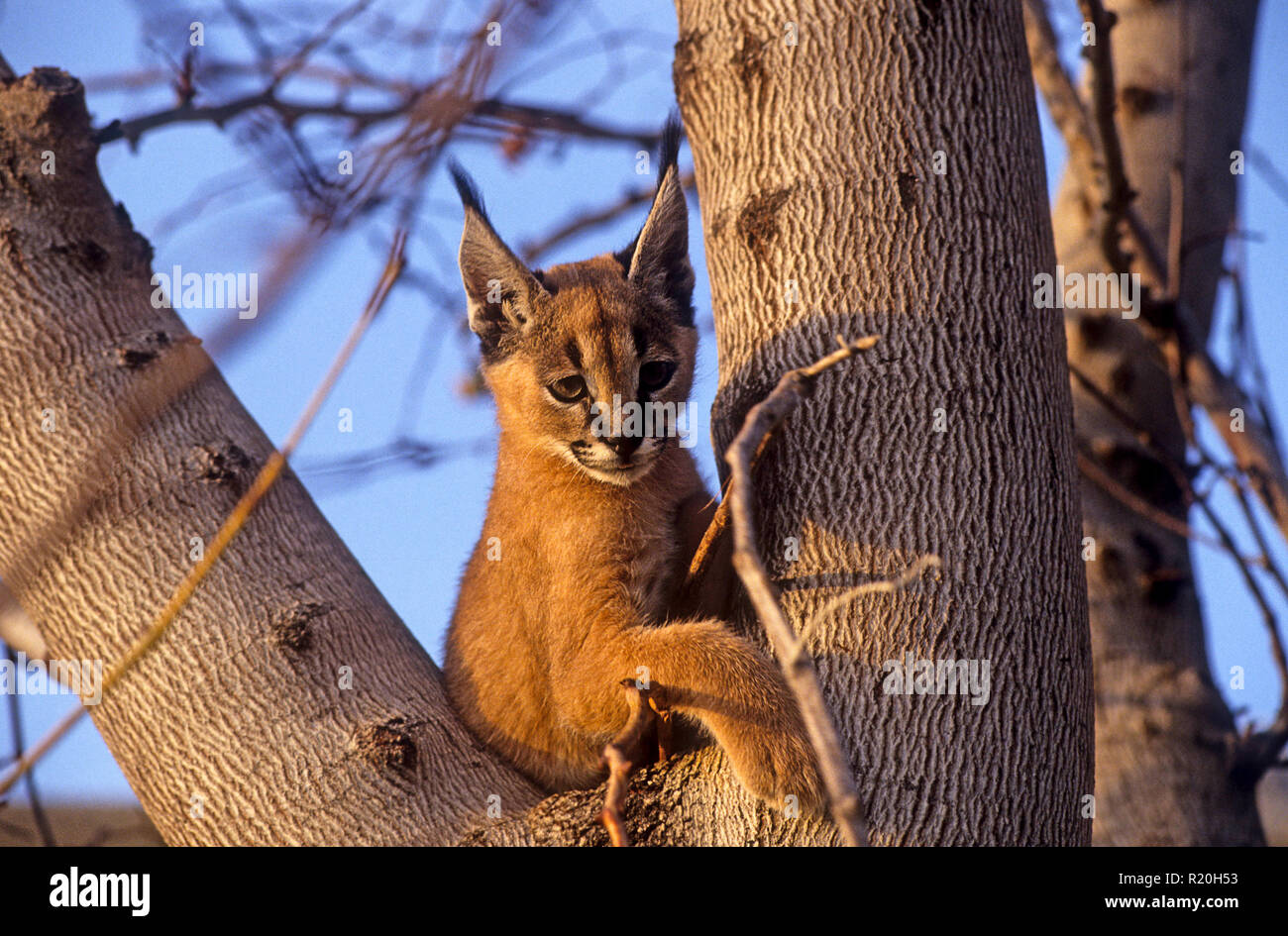 Caracal (Caracal caracal Stock Photo - Alamy