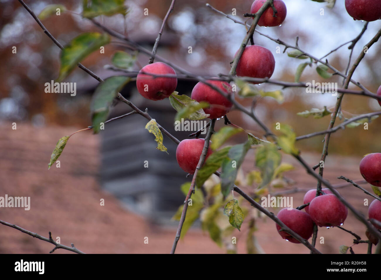 red and wet apples on bare branches with blurred background, ripe big ...