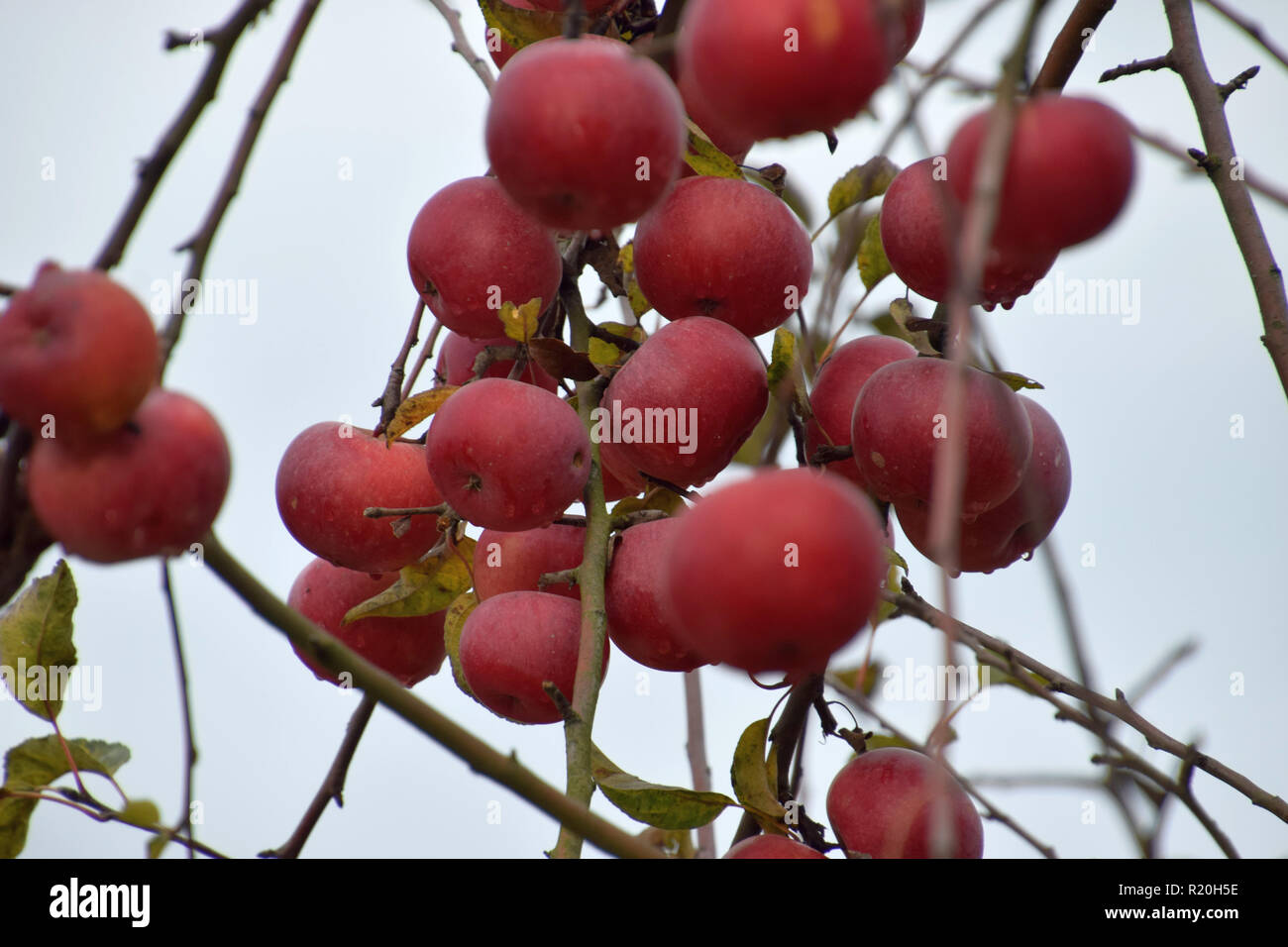 branch on an apple tree with many ripe red apples in november, ripe big ...