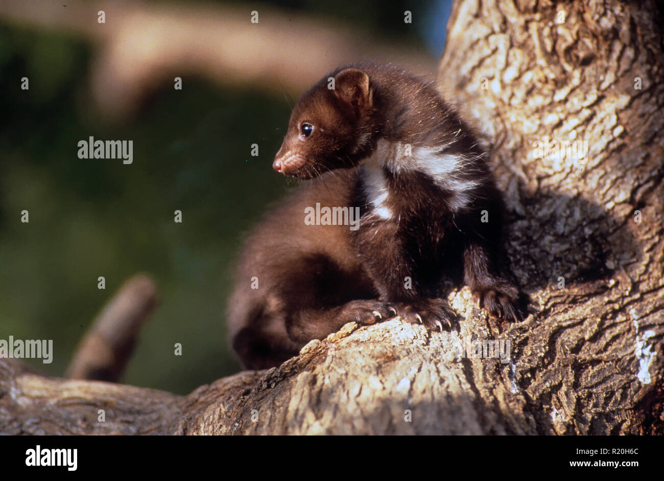beech marten (Martes foina), also known as the stone marten, house ...