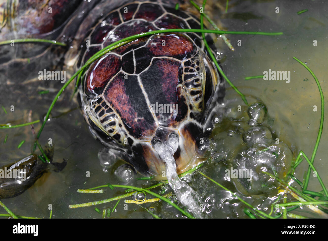 Portrait of brown sea turtle head swimming in the water pond and eating ...