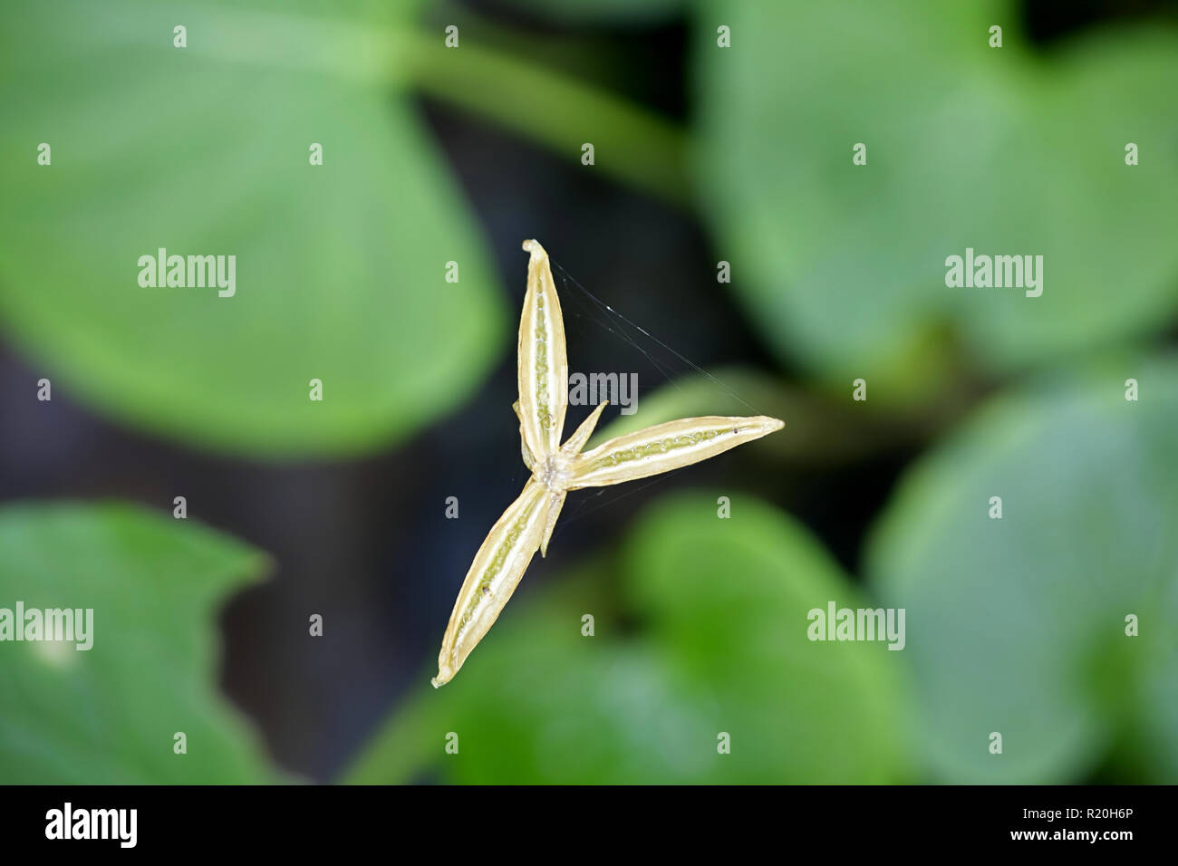 Open seed capsule hi-res stock photography and images - Alamy