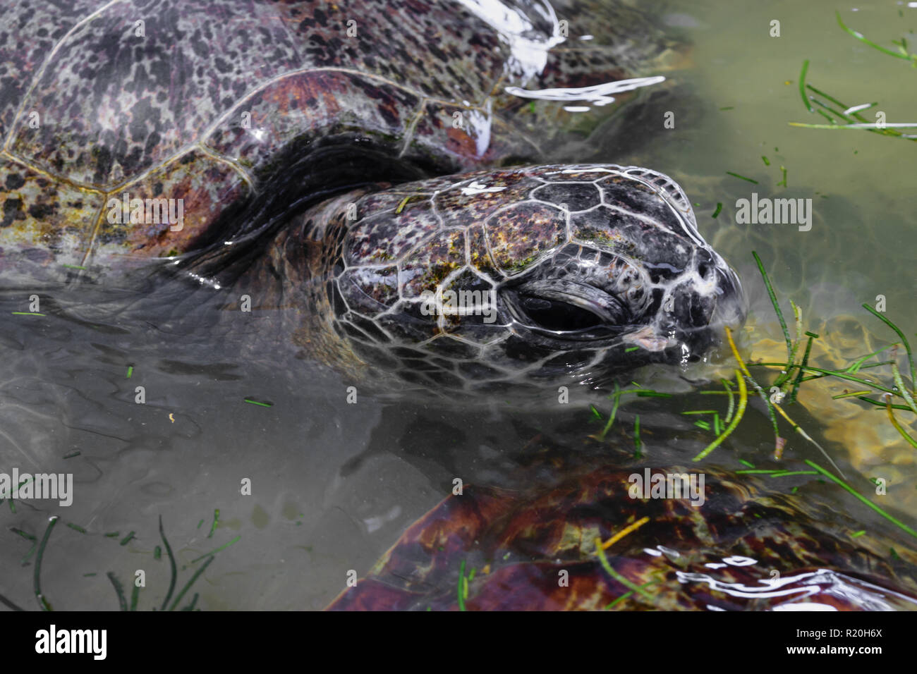 Portrait of grey sea turtle head swimming in the water pond and eating ...