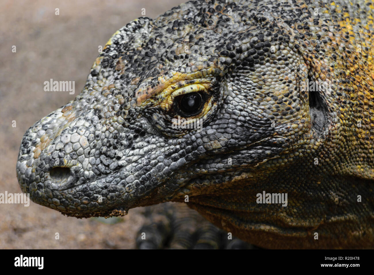 Portrait of huge head of Komodo dragon in Bali, Indonesia Stock Photo ...