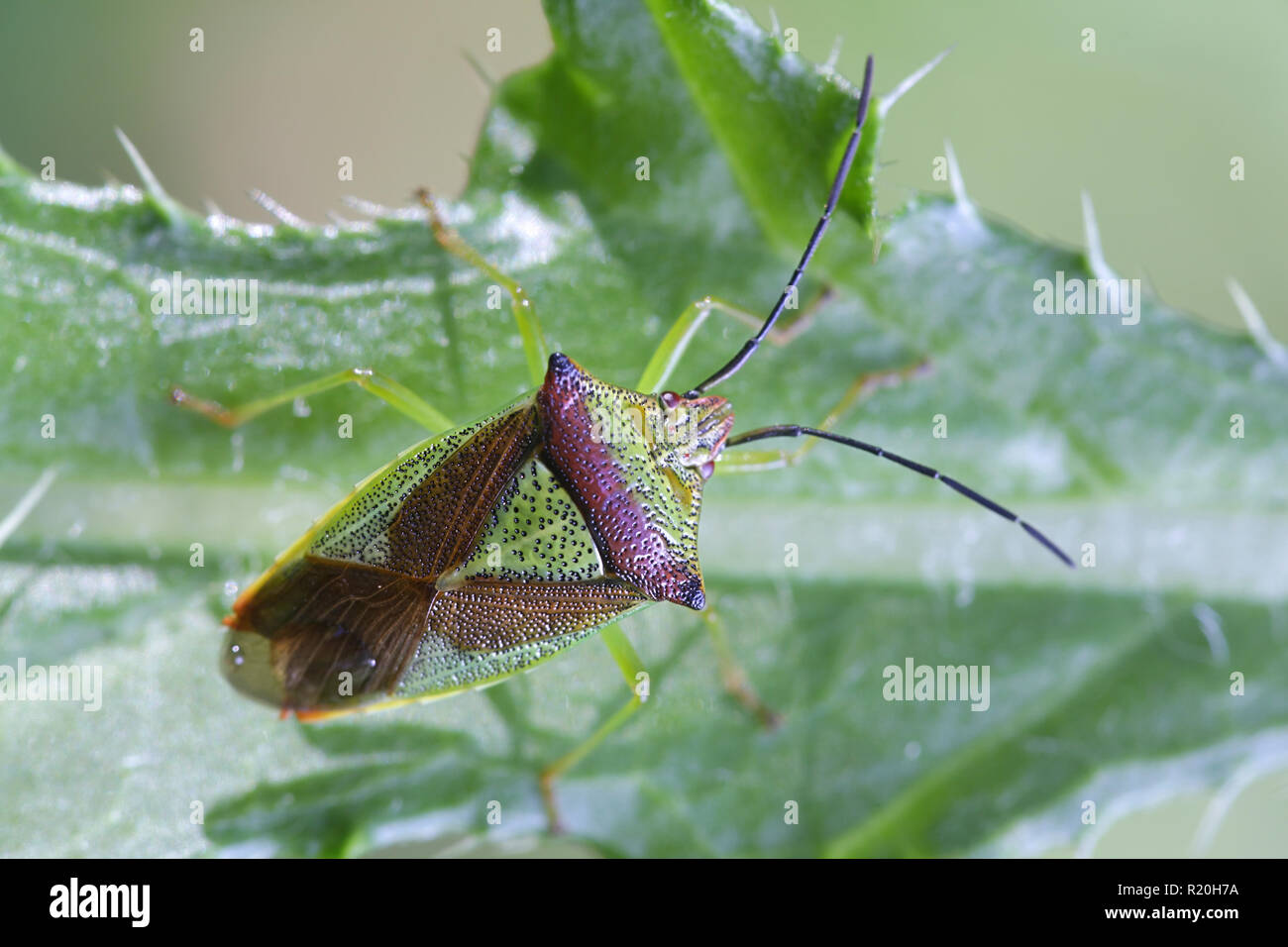 Big green bug hi-res stock photography and images - Alamy