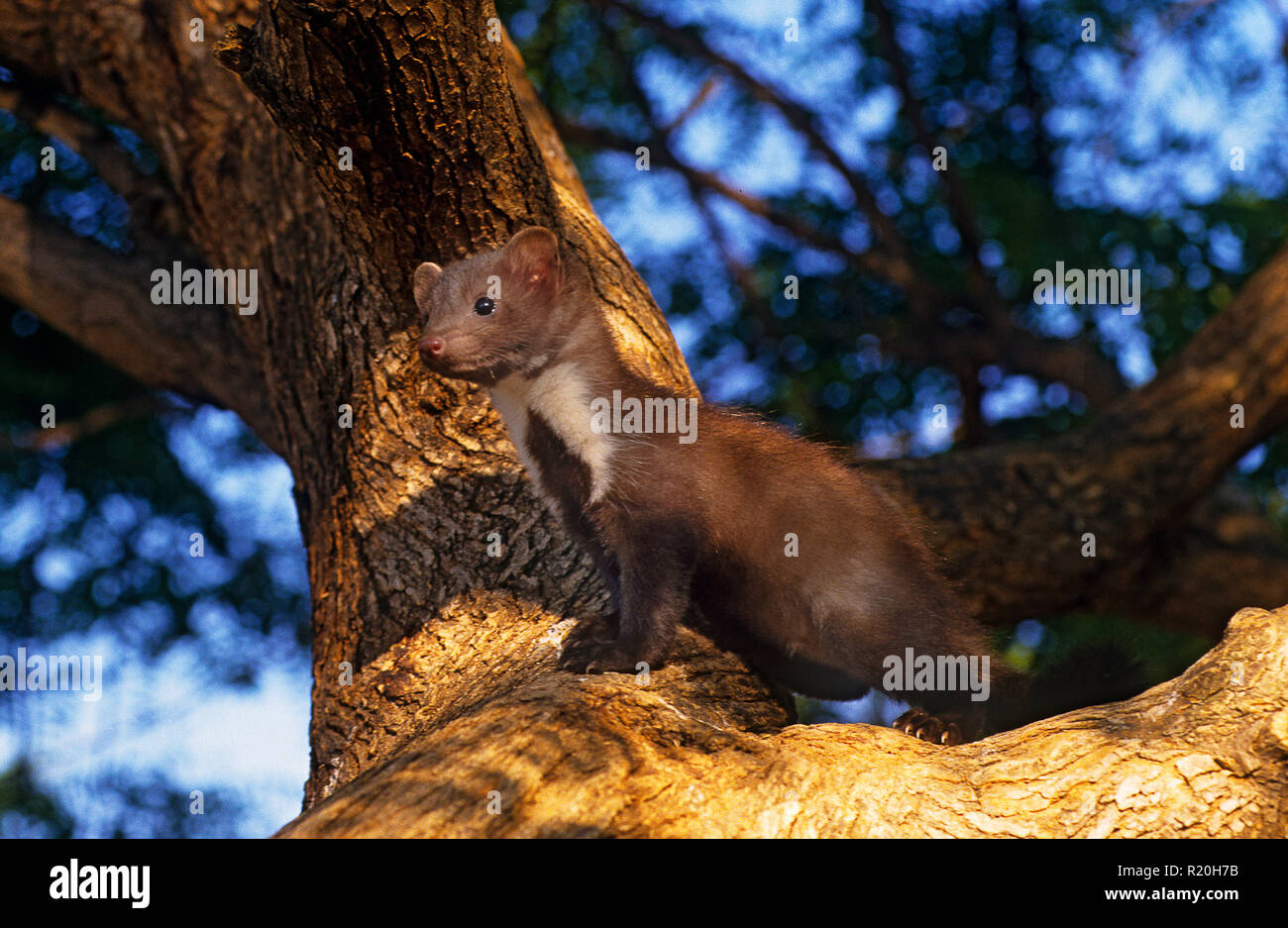 Beech Marten Stock Photos & Beech Marten Stock Images - Alamy