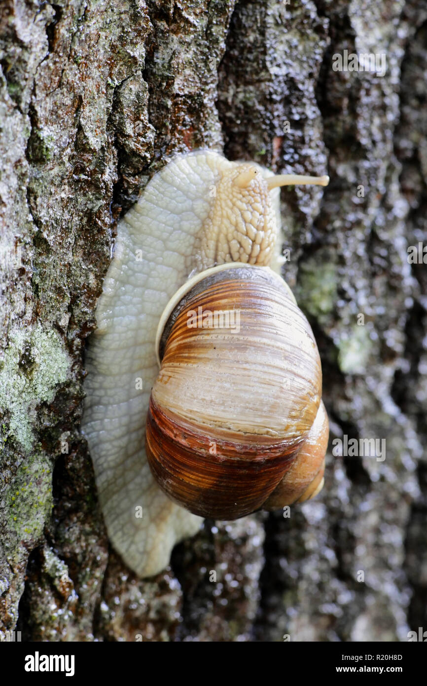 Escargot snail hi-res stock photography and images - Alamy