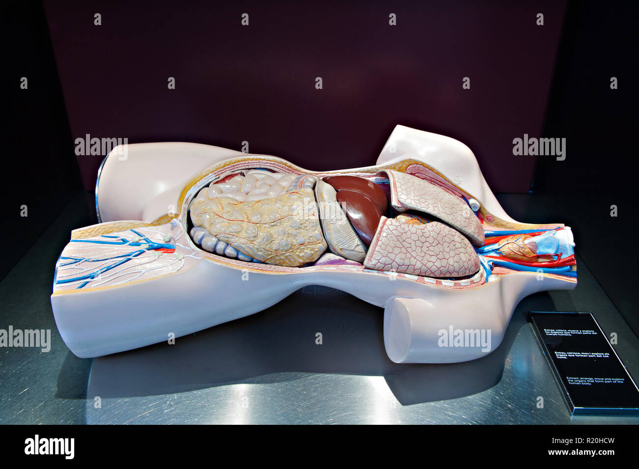 A model of the human body showing an open section of the body organs at ...