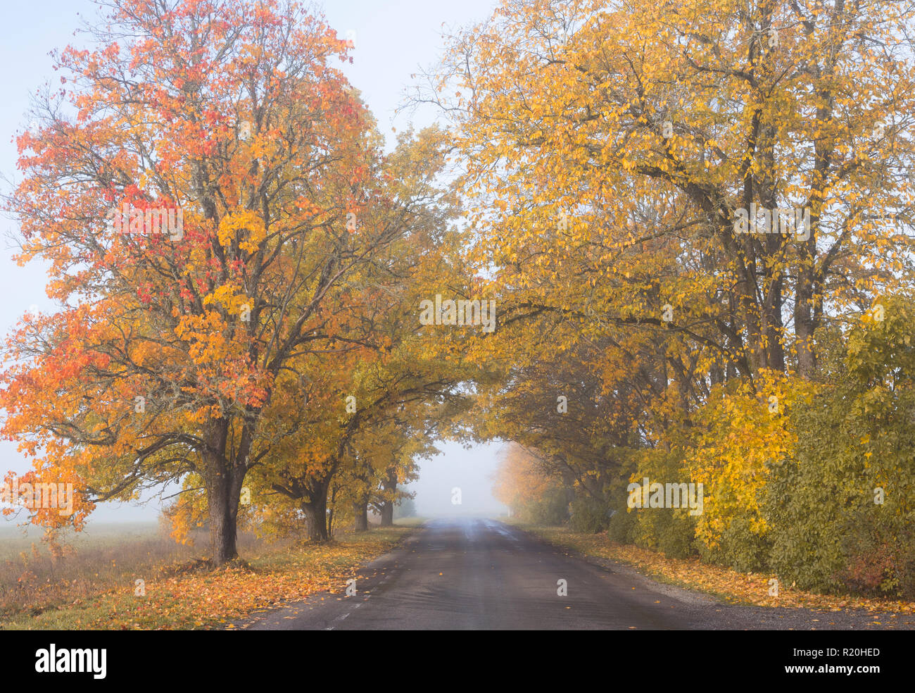 Foggy road side hi-res stock photography and images - Alamy
